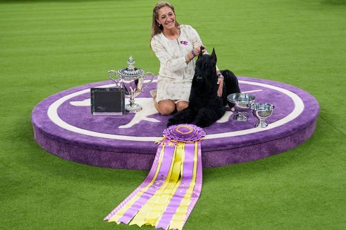 Monty the Giant Schnauzer wins Best in Show at the Westminster Kennel ...