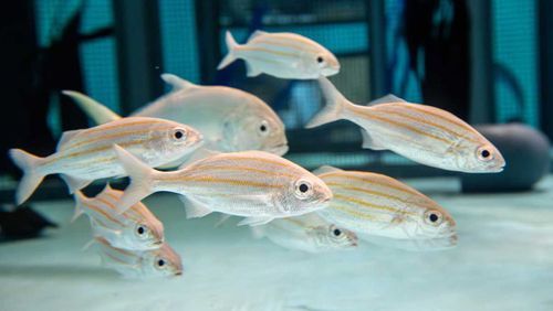 Hundreds of fish from New England Aquarium sent to NY as part of ...