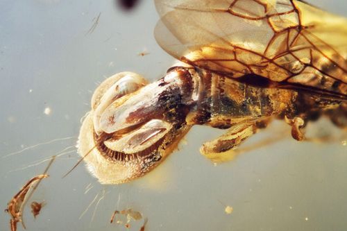 Bizarre creature preserved in 99 million-year-old amber was ‘beyond ...